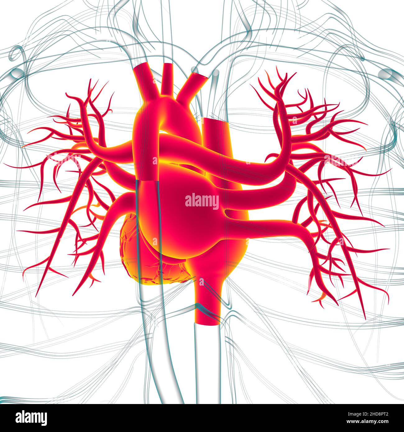 Human Heart Anatomy For Medical Concept 3D Illustration Stock Photo - Alamy