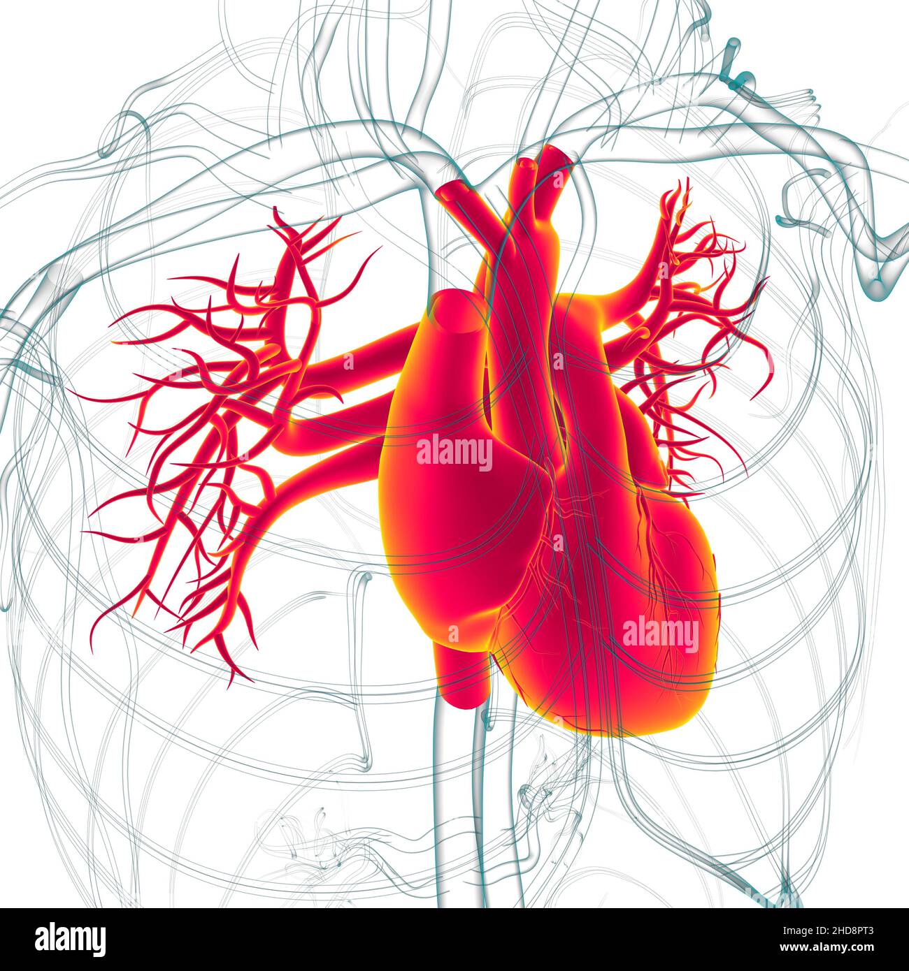 Human Heart Anatomy For Medical Concept 3D Illustration Stock Photo - Alamy