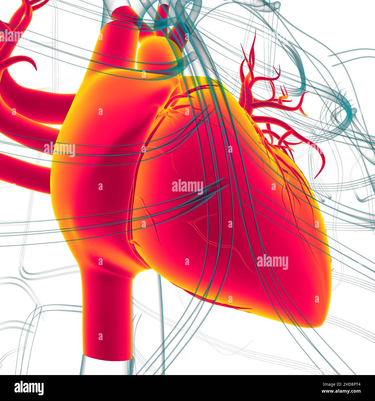 Human Heart Anatomy For Medical Concept 3D Illustration Stock Photo - Alamy