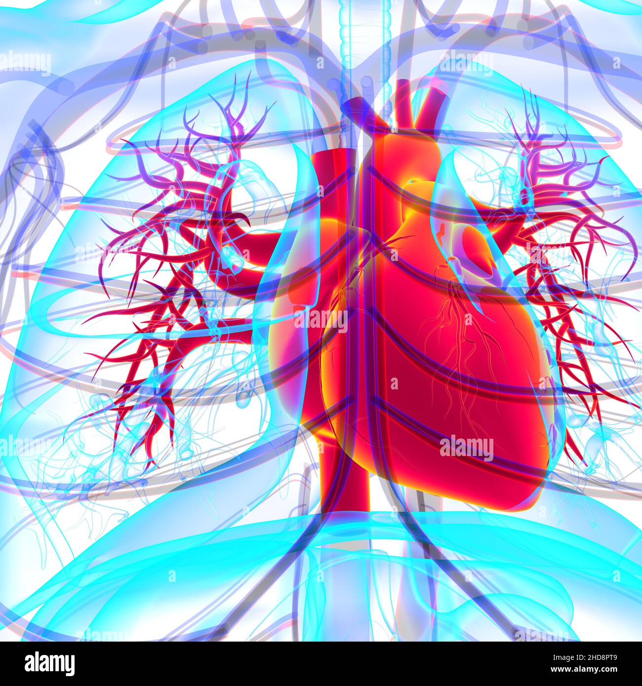 Human Heart Anatomy For Medical Concept 3D Illustration Stock Photo - Alamy