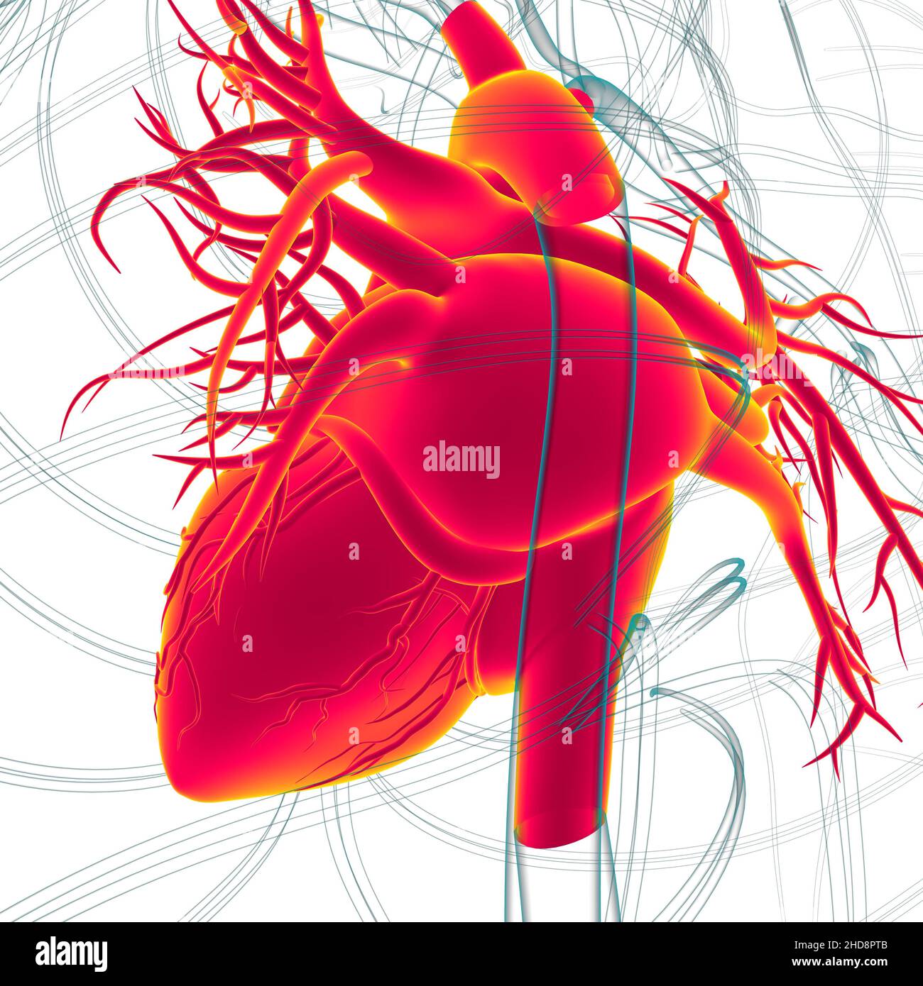 Human Heart Anatomy For Medical Concept 3D Illustration Stock Photo - Alamy