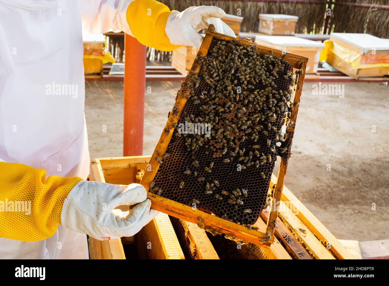 Beekeeper checking bee frames from the beehive Stock Photo - Alamy