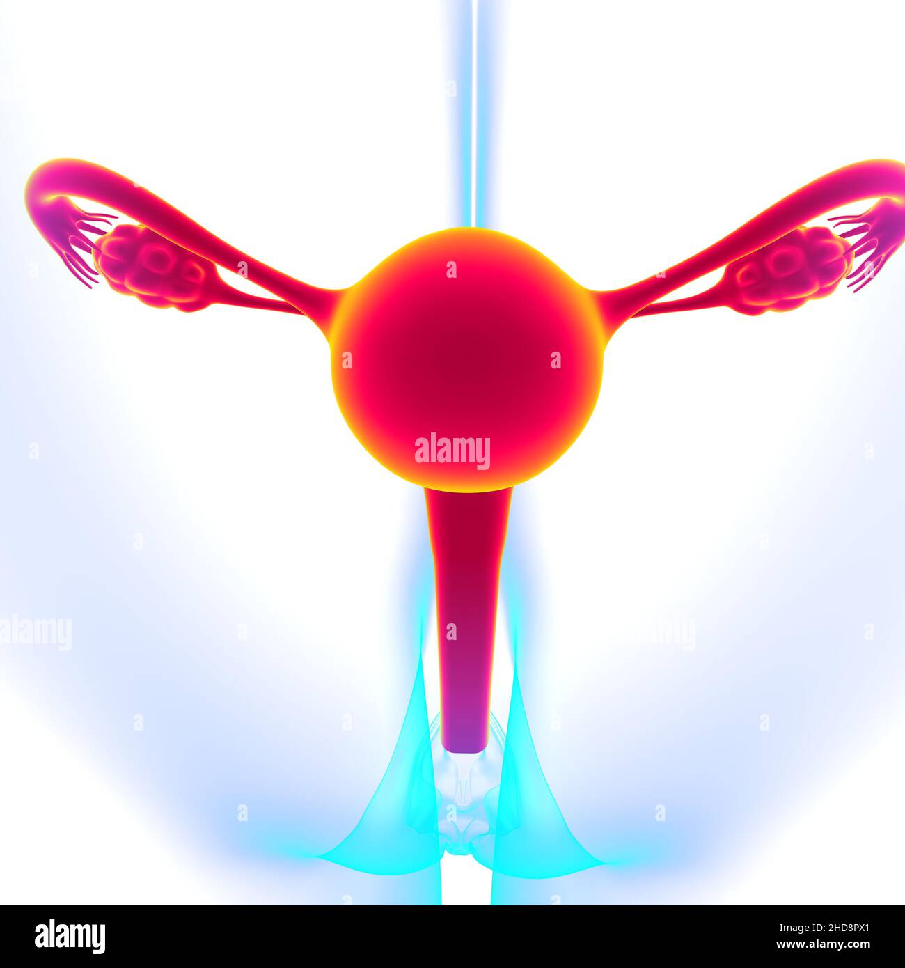 Female Reproductive System Anatomy For Medical Concept 3d Illustration