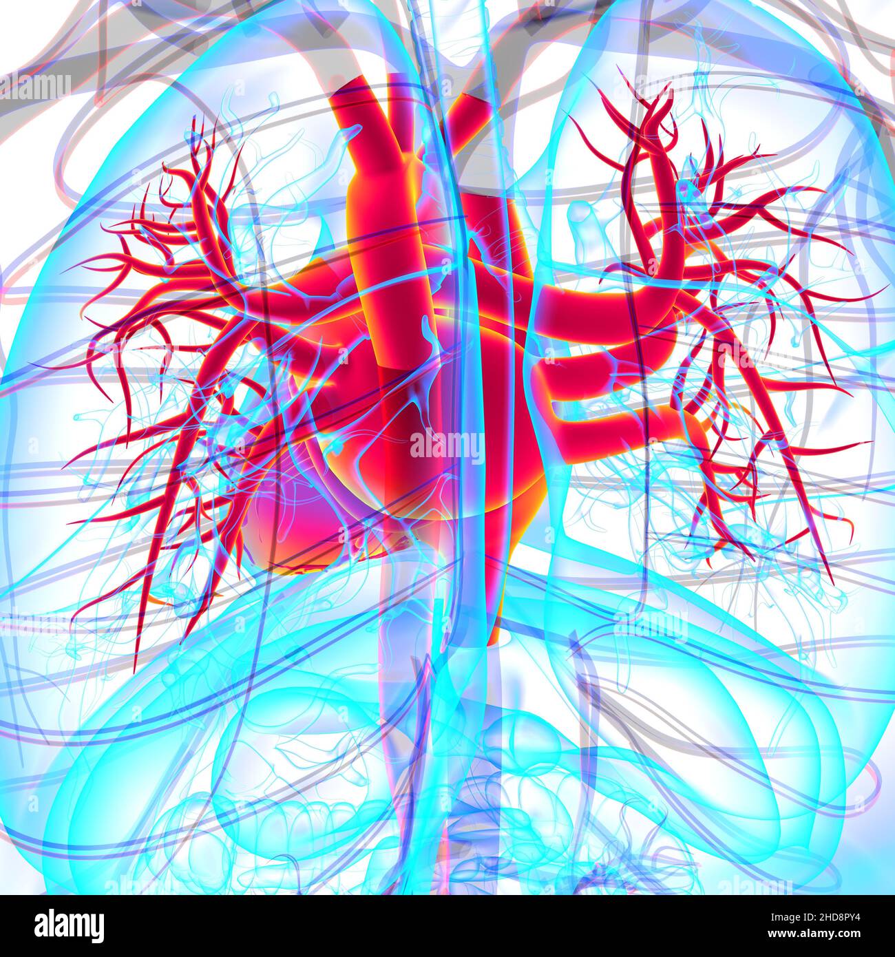 Human Heart Anatomy For Medical Concept 3D Illustration Stock Photo - Alamy