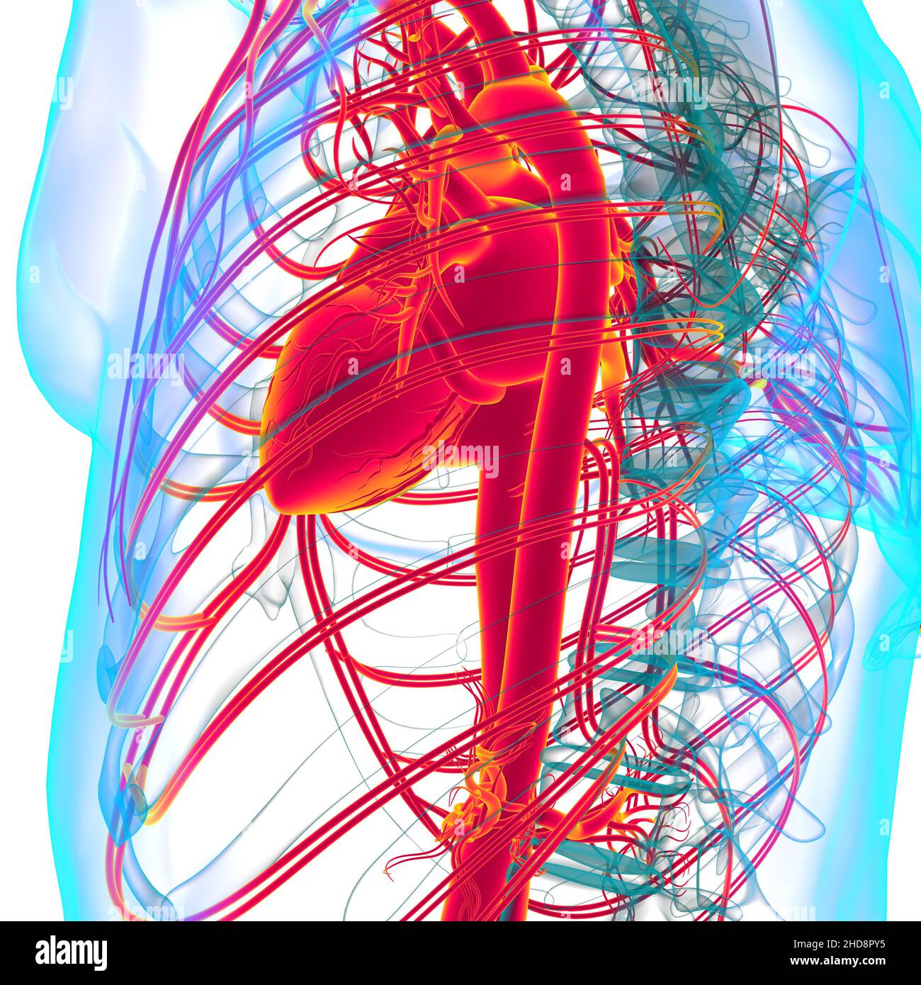 Human Heart With Circulatory System Anatomy For Medical Concept 3D ...