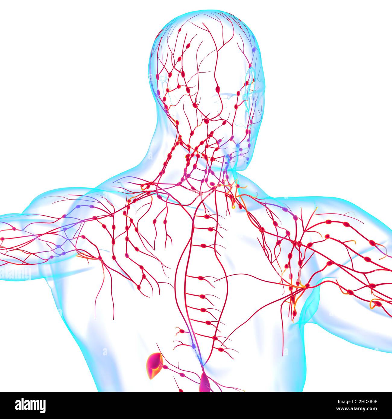 Human Lymph Nodes Anatomy For Medical Concept 3D Illustration Stock ...