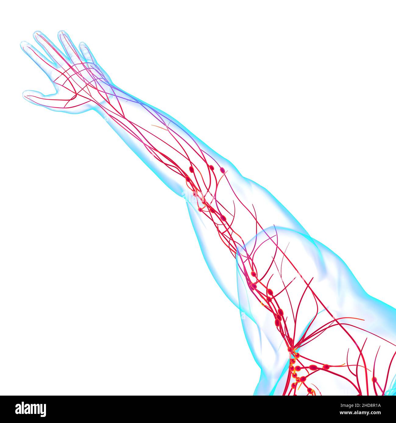 Human Lymph Nodes Anatomy For Medical Concept 3D Illustration Stock ...