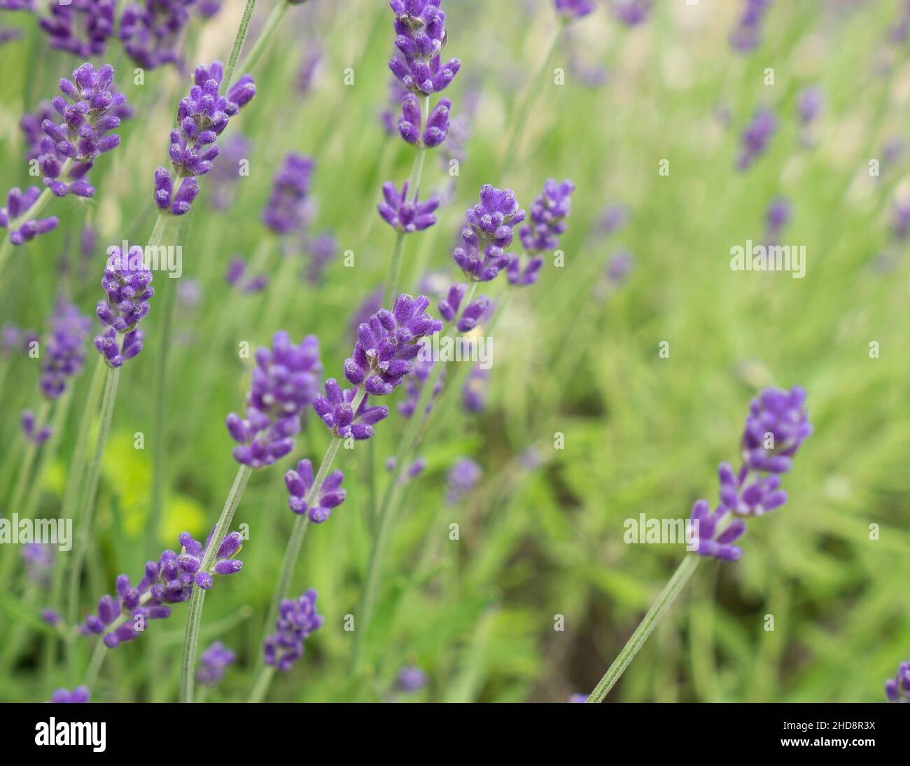 Lavender flower background hi-res stock photography and images - Alamy
