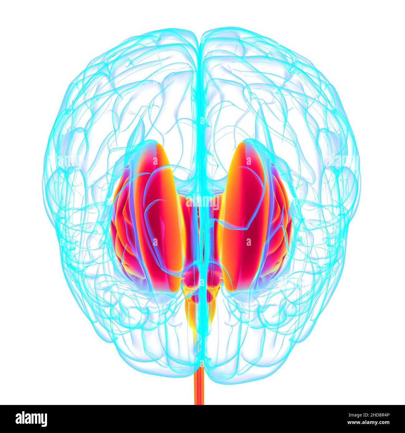 Human Brain inner parts Anatomy For Medical Concept 3D Illustration ...