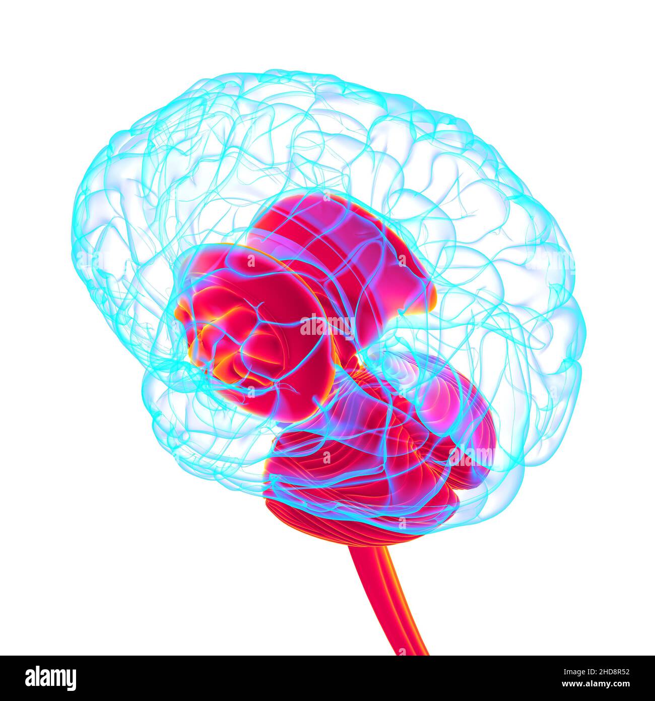 Human Brain inner parts Anatomy For Medical Concept 3D Illustration ...