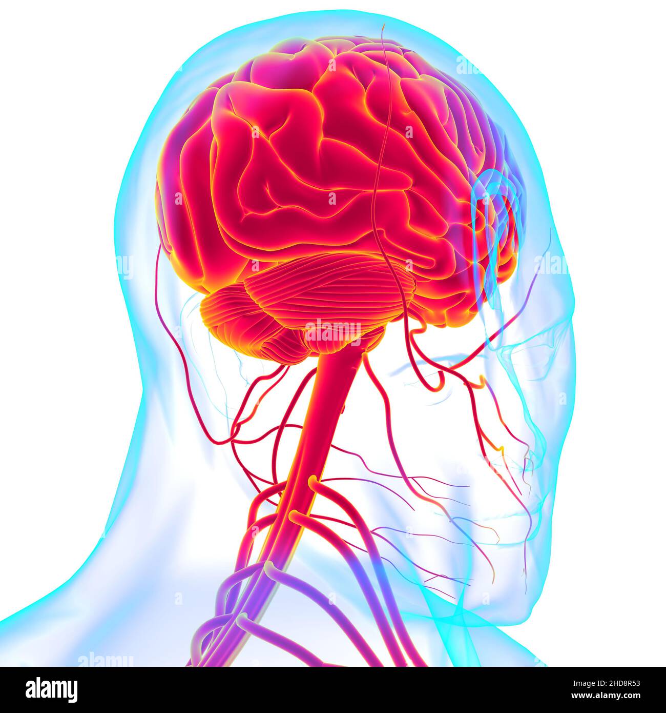 Human Brain Anatomy For Medical Concept 3D Illustration Stock Photo - Alamy