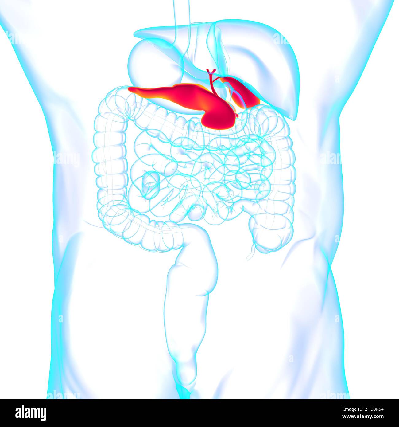 Gall Bladder Human Digestive System Anatomy For Medical Concept 3D ...