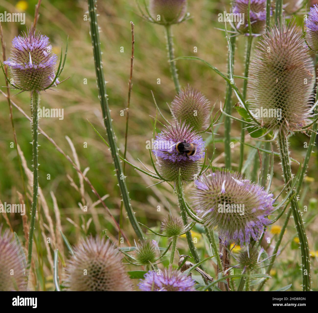 Dipsacus sylvestris wild teasel hi-res stock photography and images - Alamy