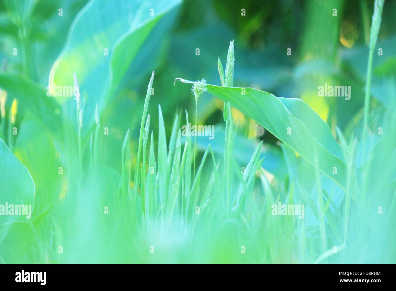 Close up on details of nature that normally go unnoticed in our daily ...