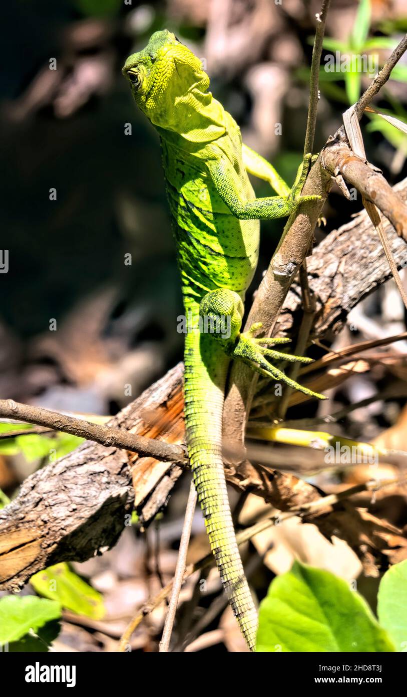 Common basilisk lizard (Basiliscus basiliscus), Rincon de la Vieja ...