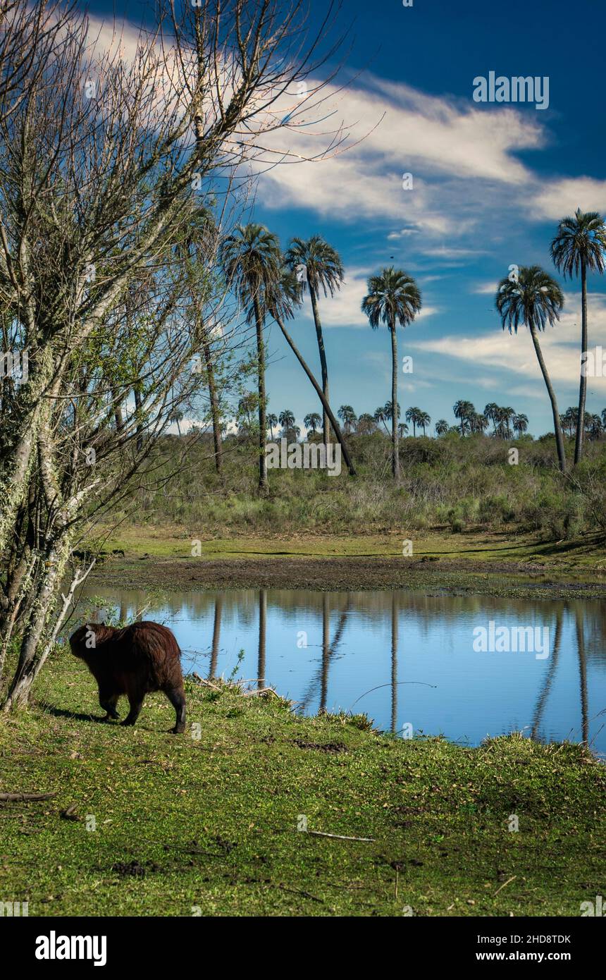 Capybara at the edge of the river among the palm trees. El Palmar ...