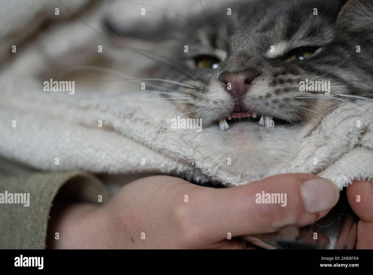 Close up sharp teeth surface when owner hand opening adult cat's mouth ...