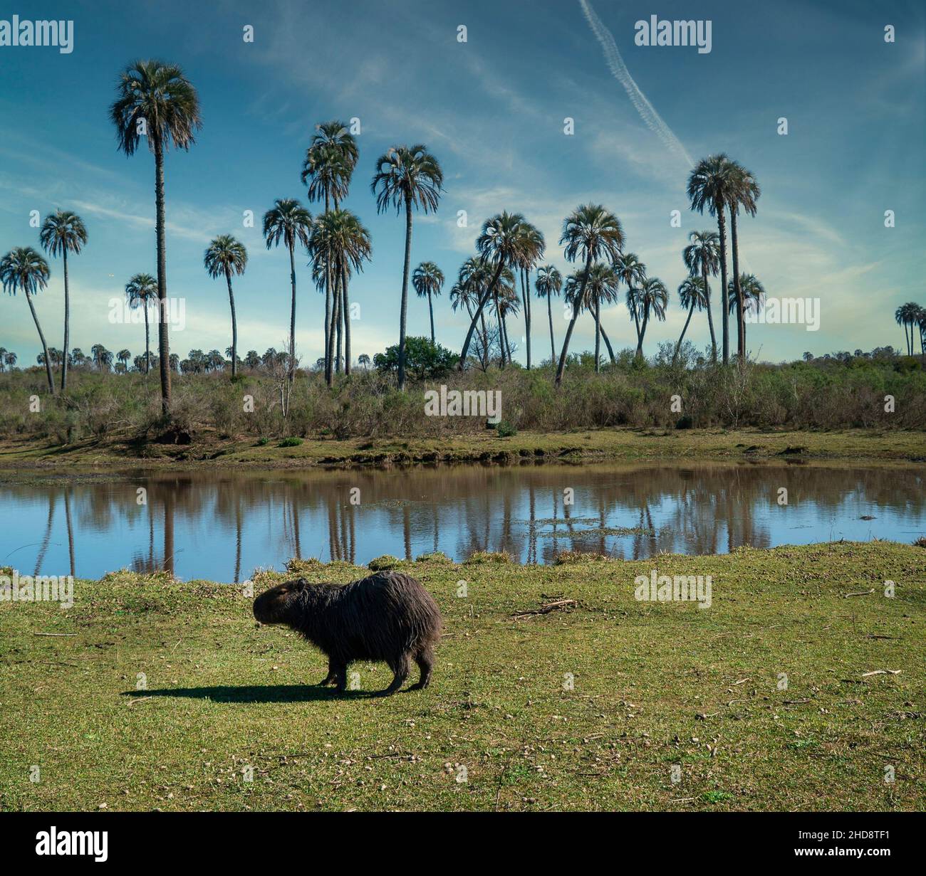 Capybara at the edge of the river with palm trees in the background ...