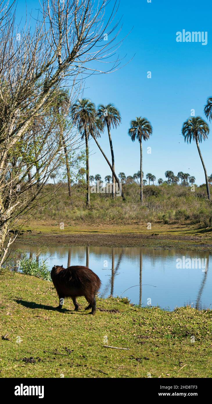 Capybara at the edge of the river with palm trees in the background ...