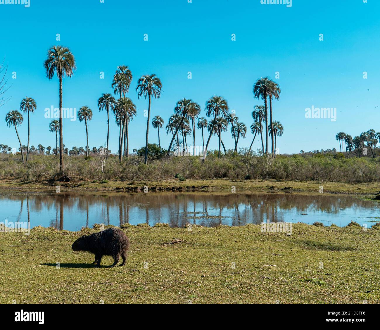 Capybara at the edge of the river among the palm trees. El Palmar ...