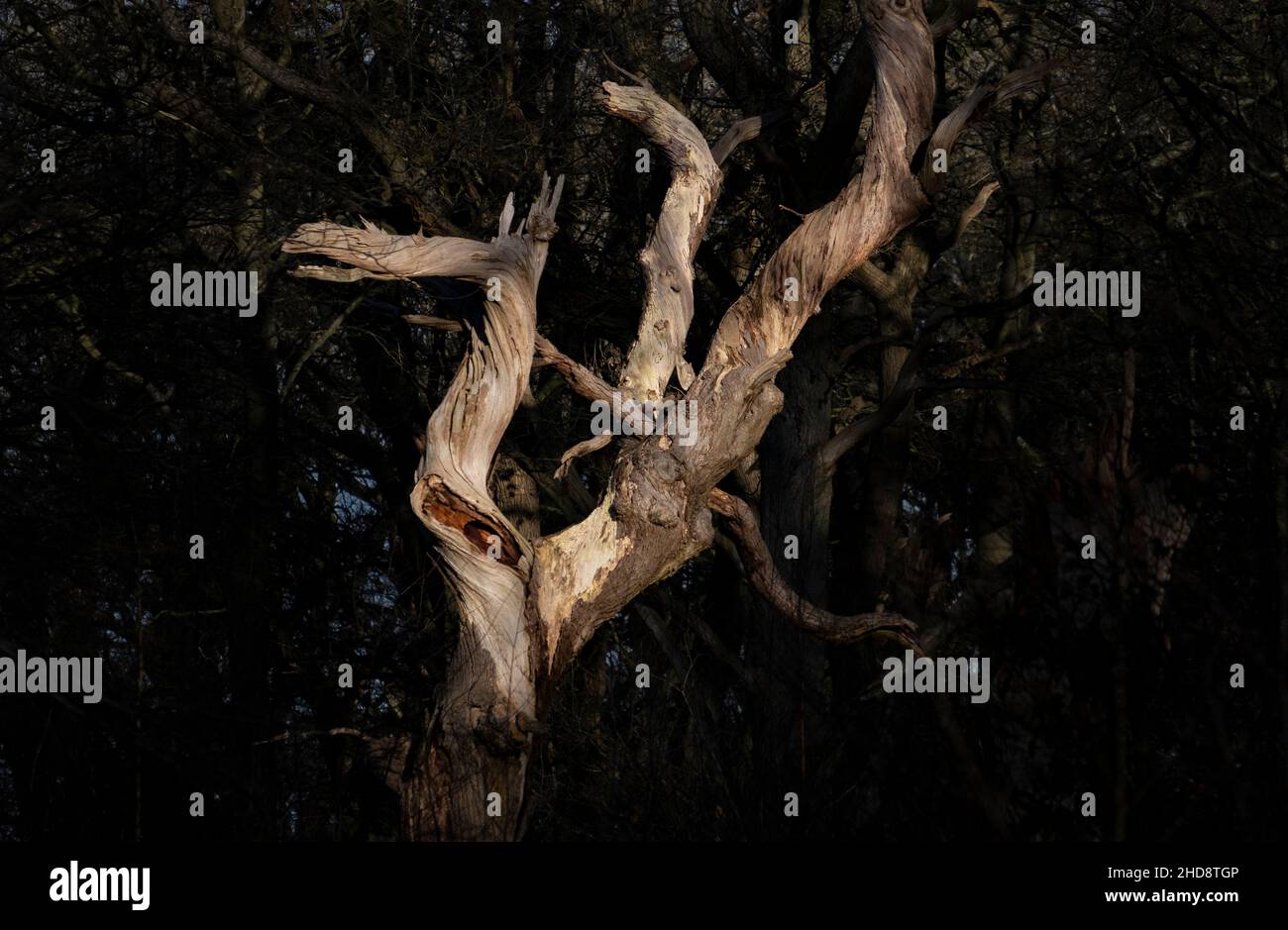 Dark tree and shadows hi-res stock photography and images - Alamy