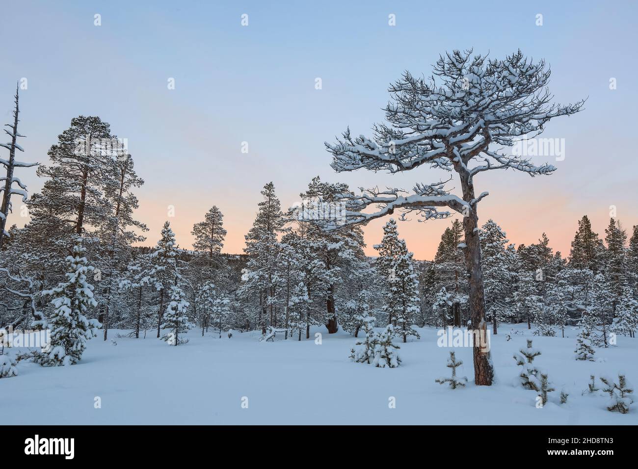 Snow pine tree forest with trees covered with snow. The picture was ...