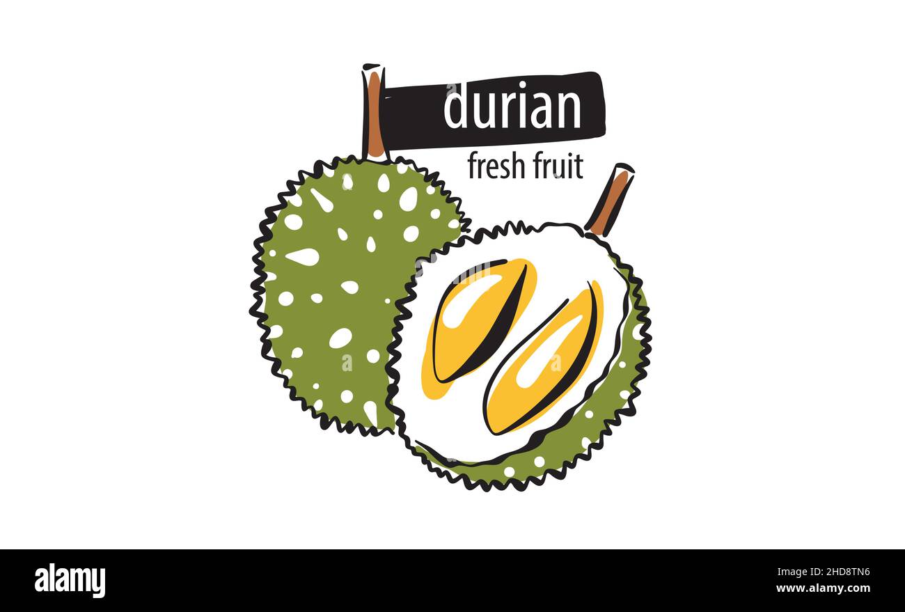 Drawn vector durian on a white background Stock Vector Image & Art - Alamy