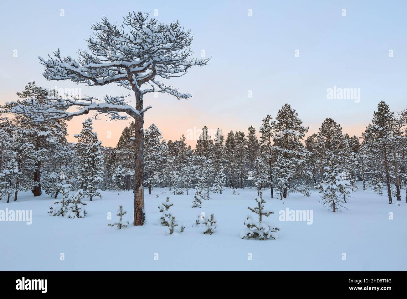 Snow pine tree forest with trees covered with snow. The picture was ...