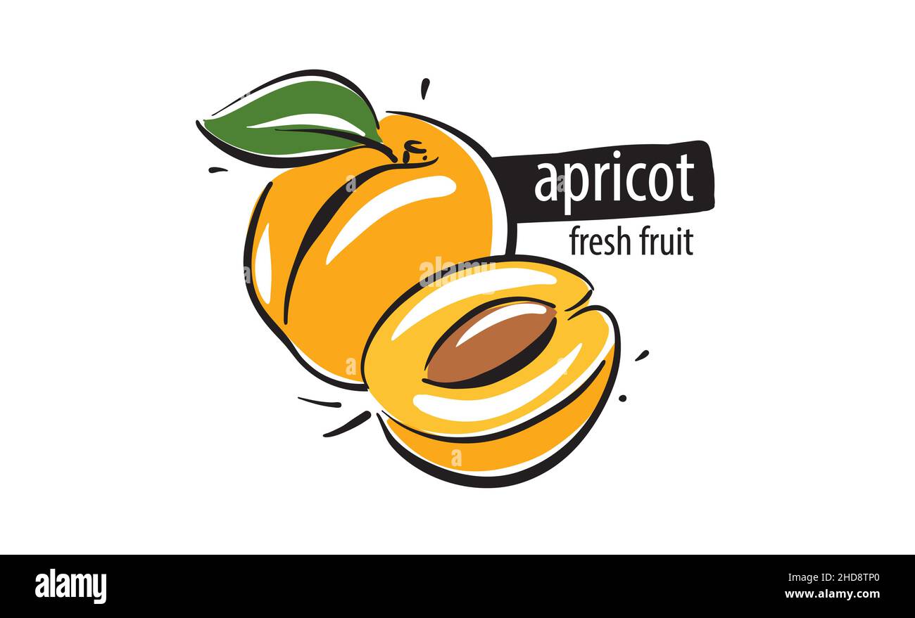 Drawn vector apricot on a white background Stock Vector Image & Art - Alamy