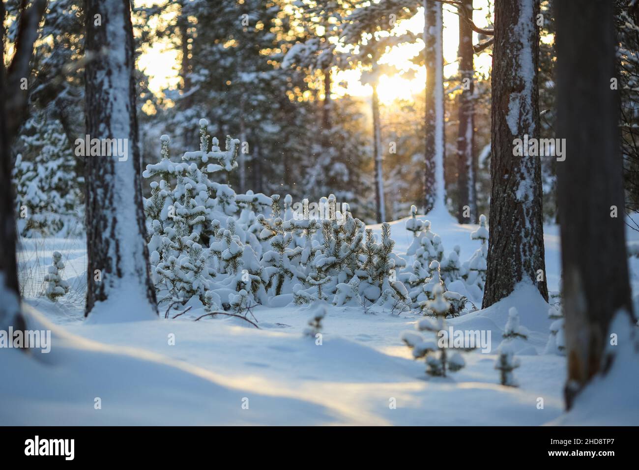 Snow pine tree forest with trees covered with snow. The picture was ...