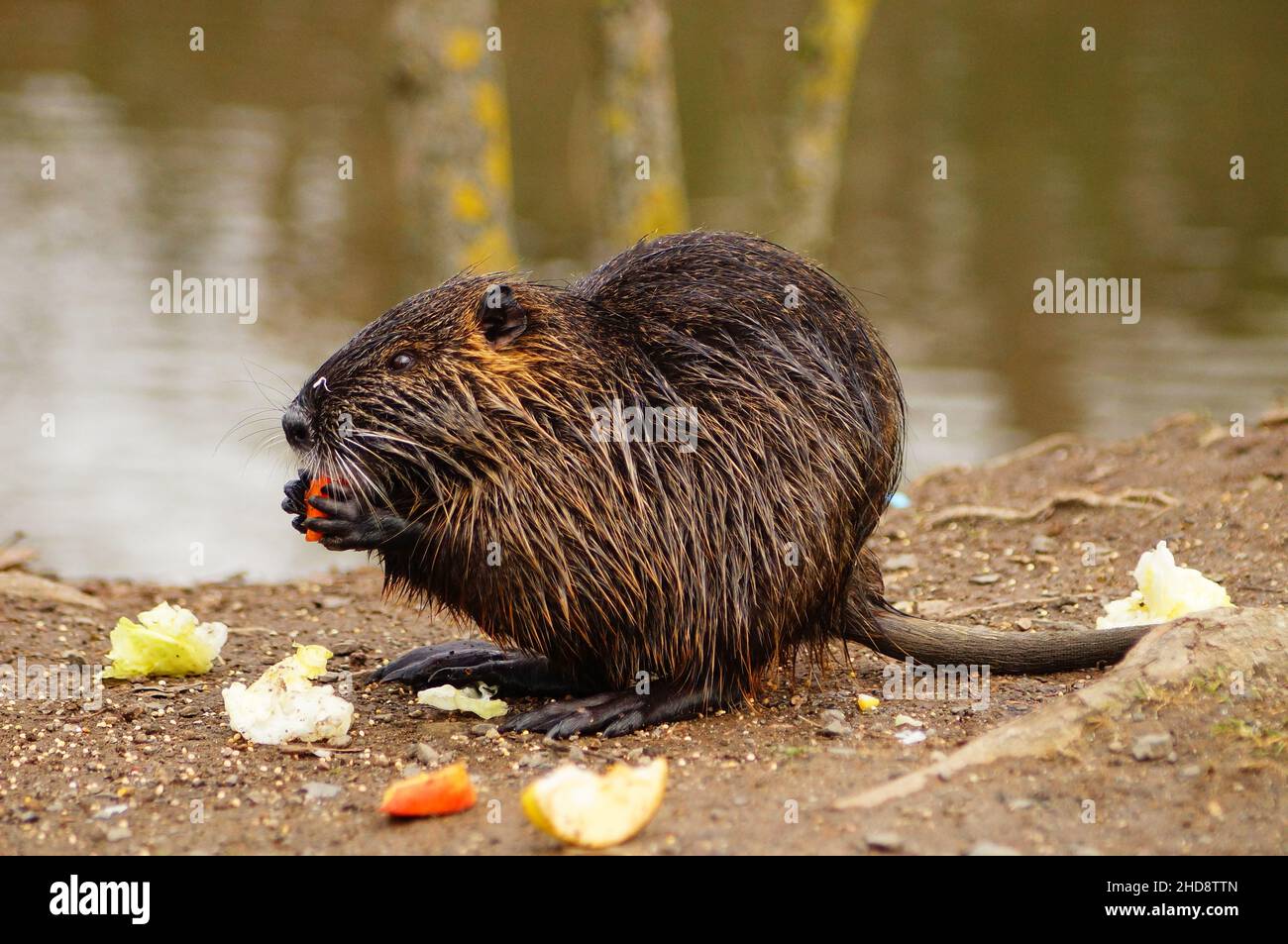 A young coypu at the feeding ground Stock Photo - Alamy
