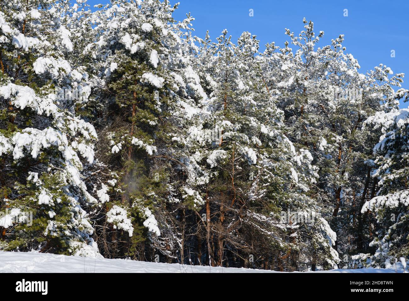 The branches of pine trees are bent under the weight of the snow. The ...