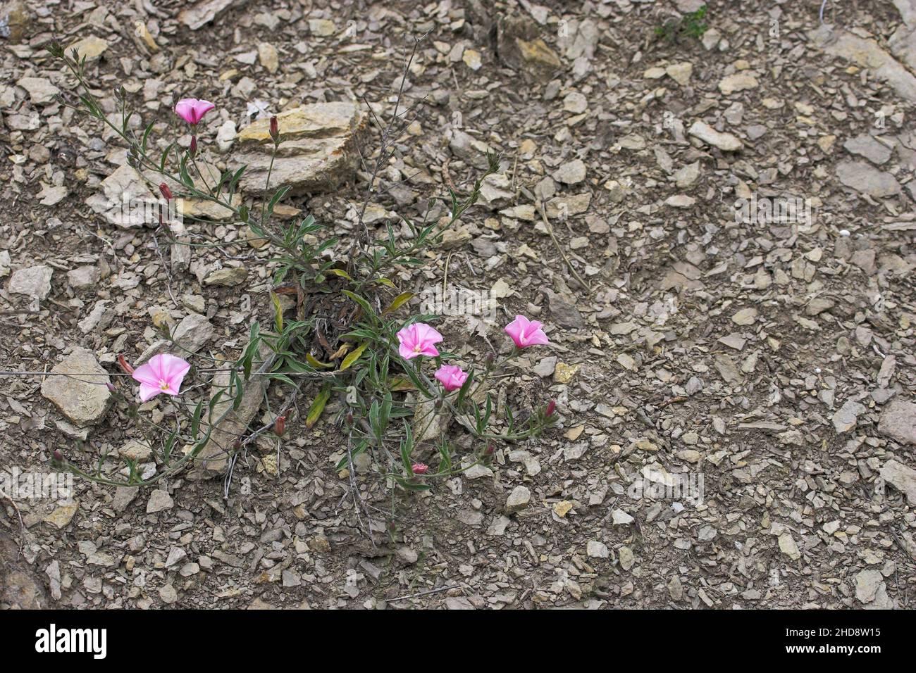 Pink convolvulus Convolvulus cantabrica on stoney slope Vercors ...