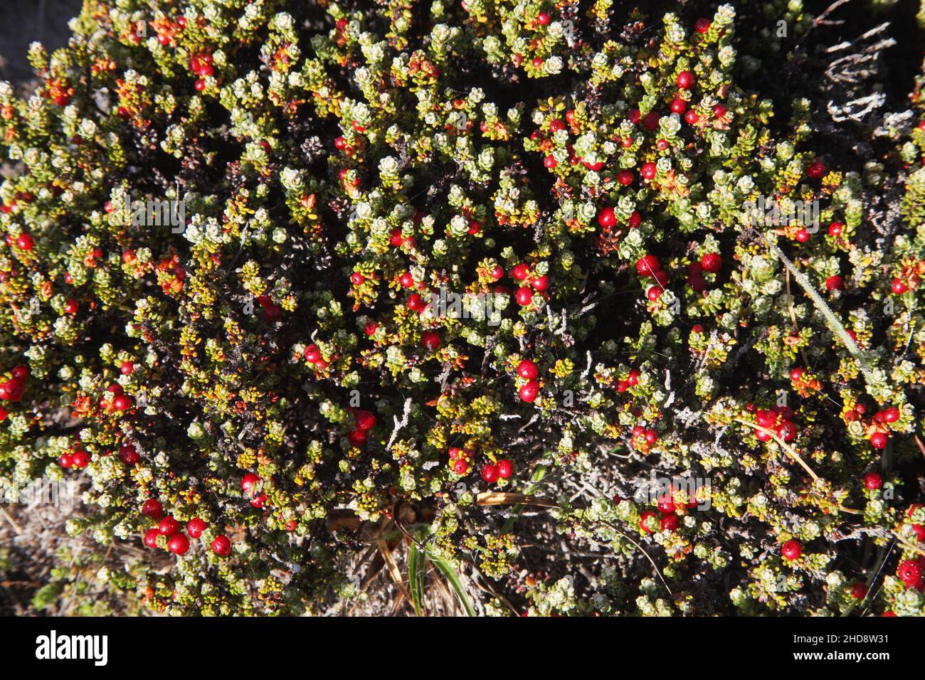 Diddle-dee Empetrum rubrum Falkland Islands Stock Photo - Alamy