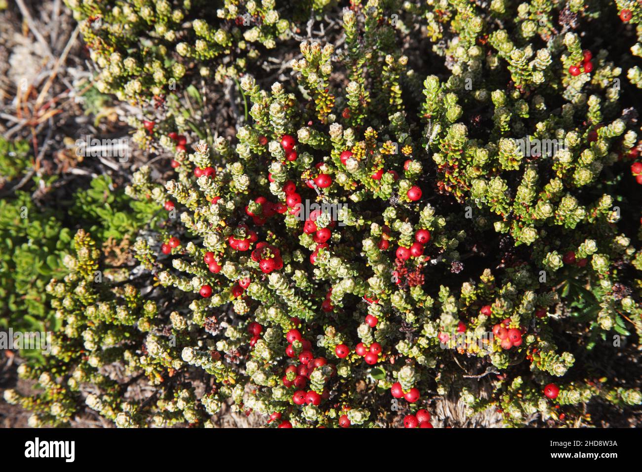 Diddle-dee Empetrum rubrum Falkland Islands Stock Photo - Alamy