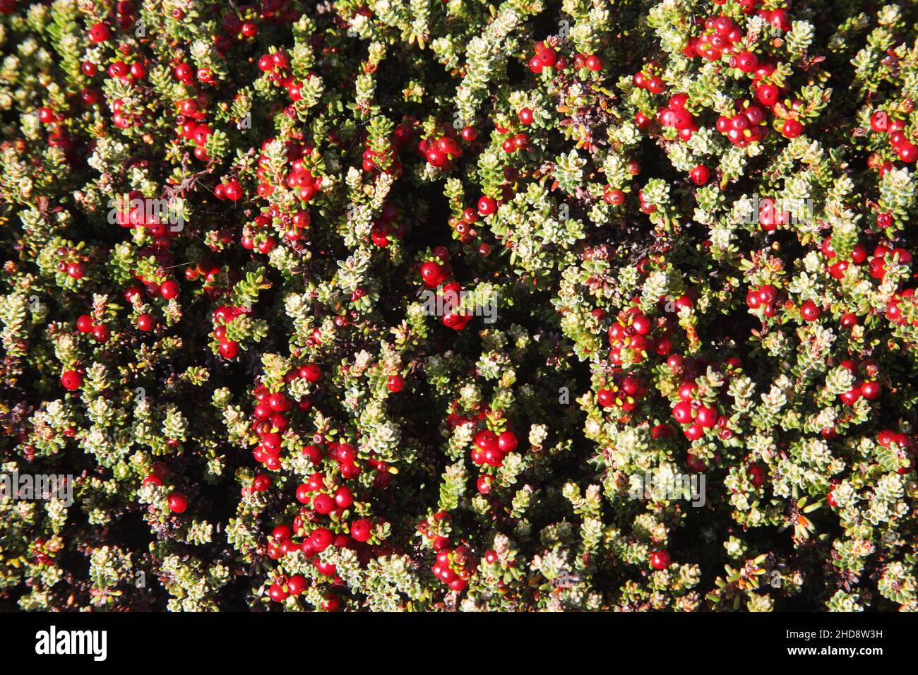 Diddle-dee Empetrum rubrum Falkland Islands Stock Photo - Alamy
