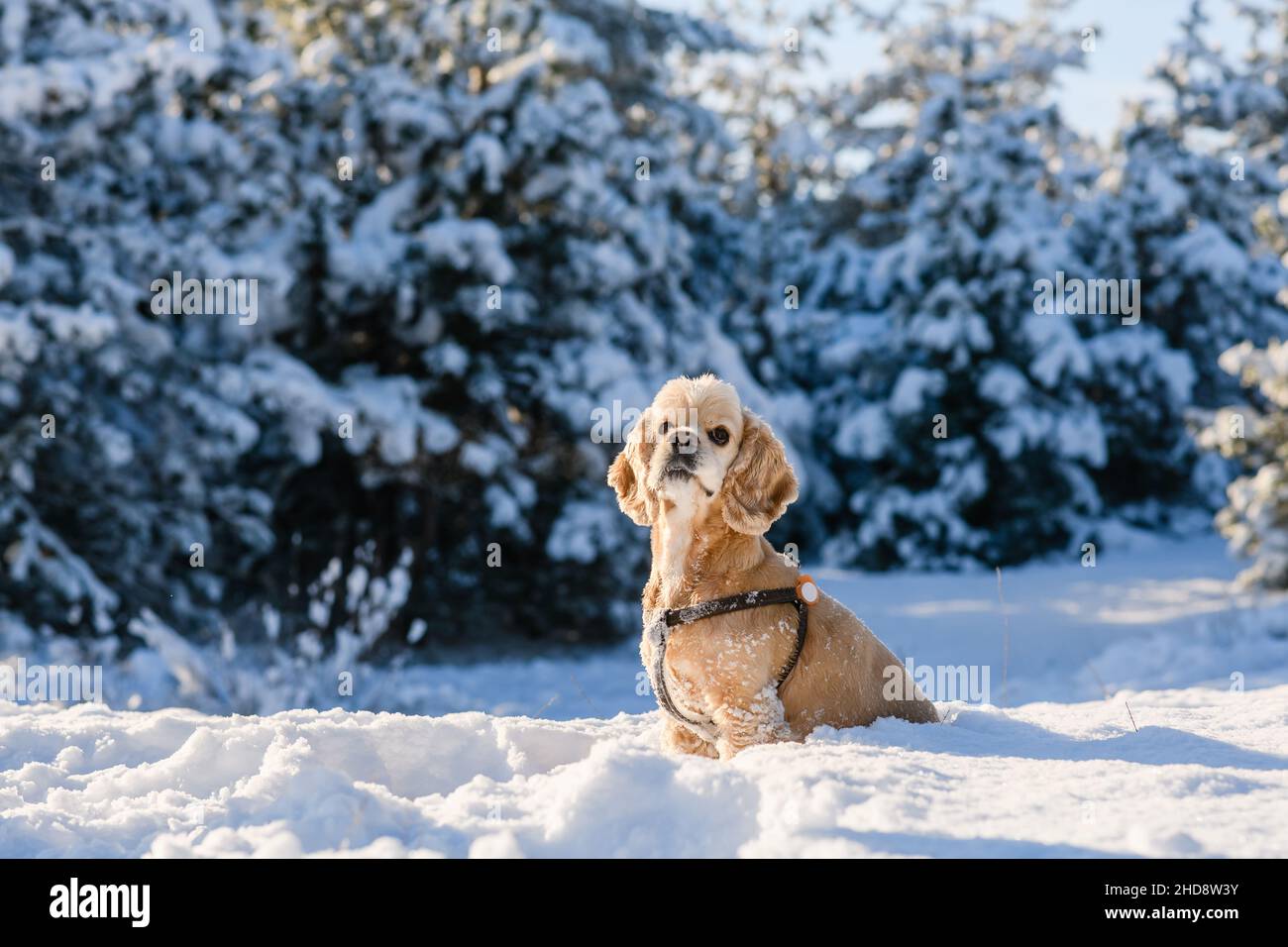 American cocker spaniel trees hi-res stock photography and images - Alamy