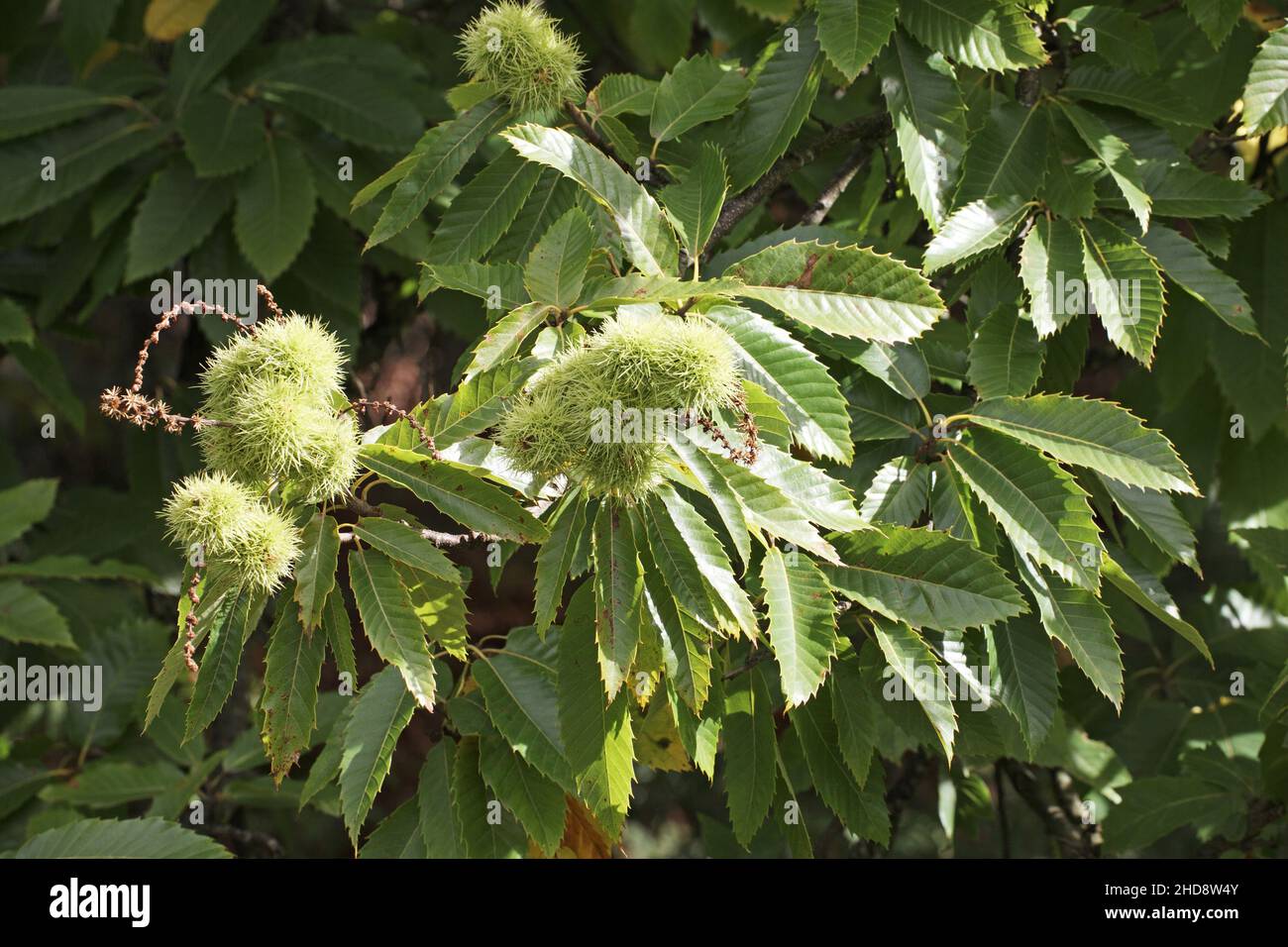 Sweet chestnut Castanea sativa fruit Stock Photo - Alamy