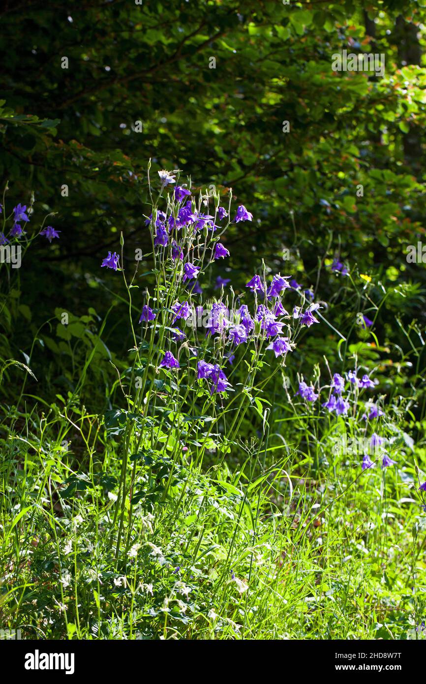 Common columbine Aquilegia vulgaris Col de Carri Vercors Regional ...