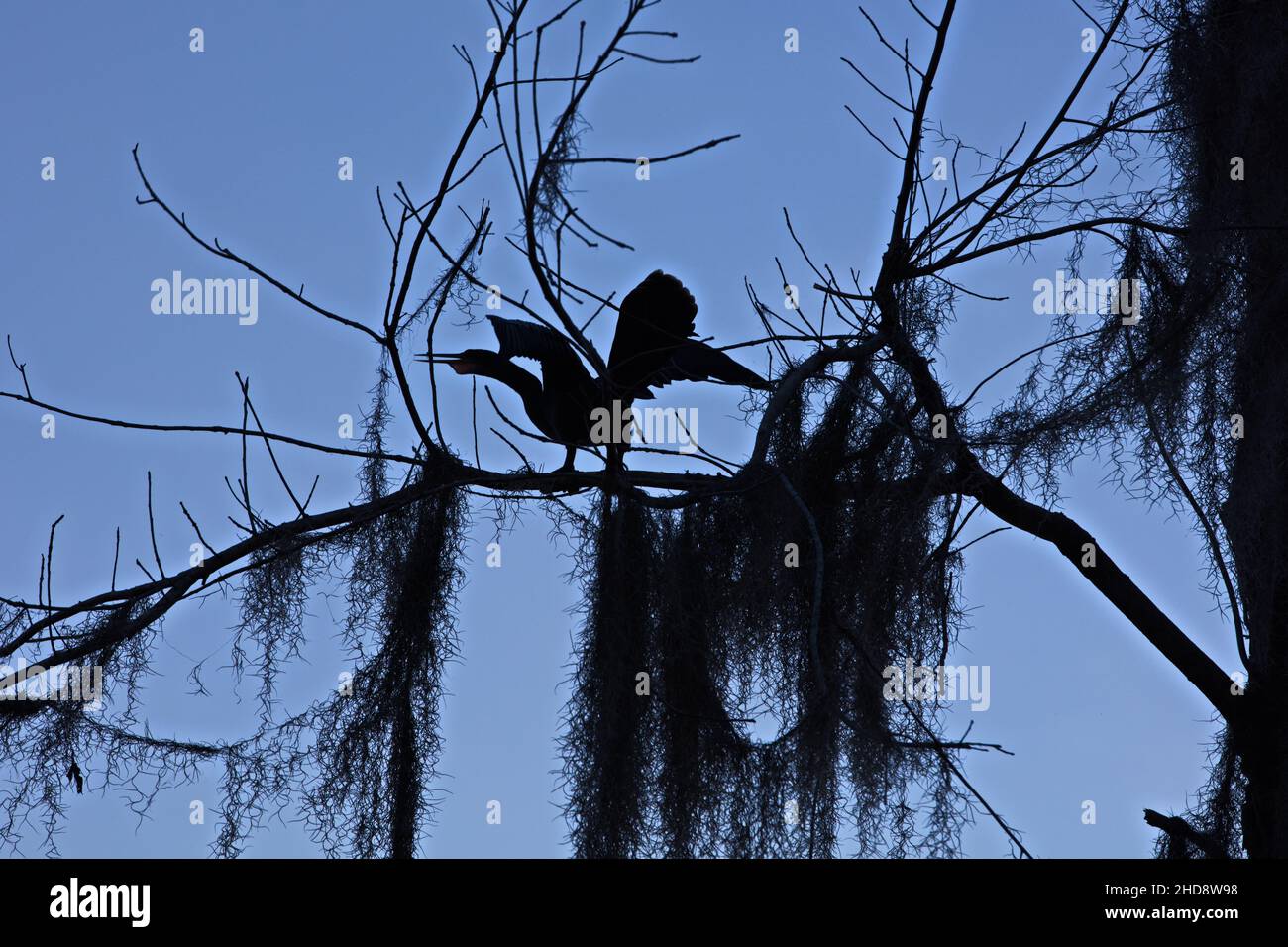 Silhouette of a bird on a tree in Cypress swamps, USA Stock Photo - Alamy
