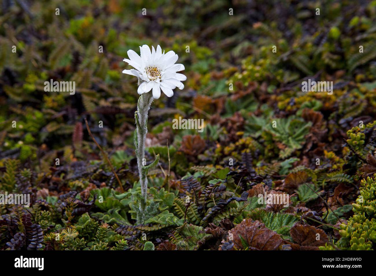 Falkland islands endemic flower hi-res stock photography and images - Alamy