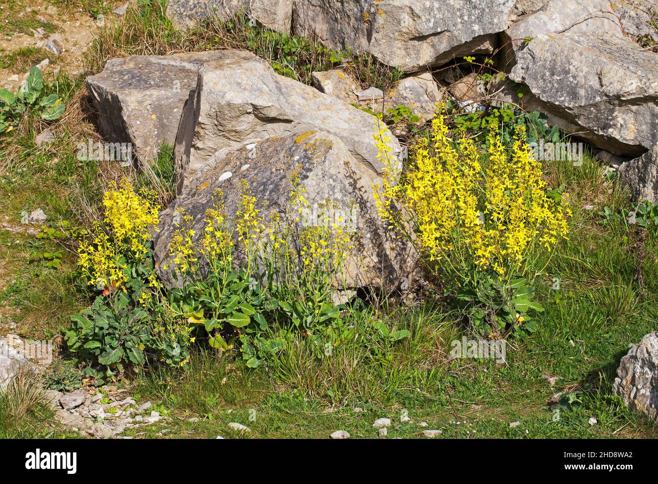 Wild cabbage brassica oleracea hi-res stock photography and images - Alamy