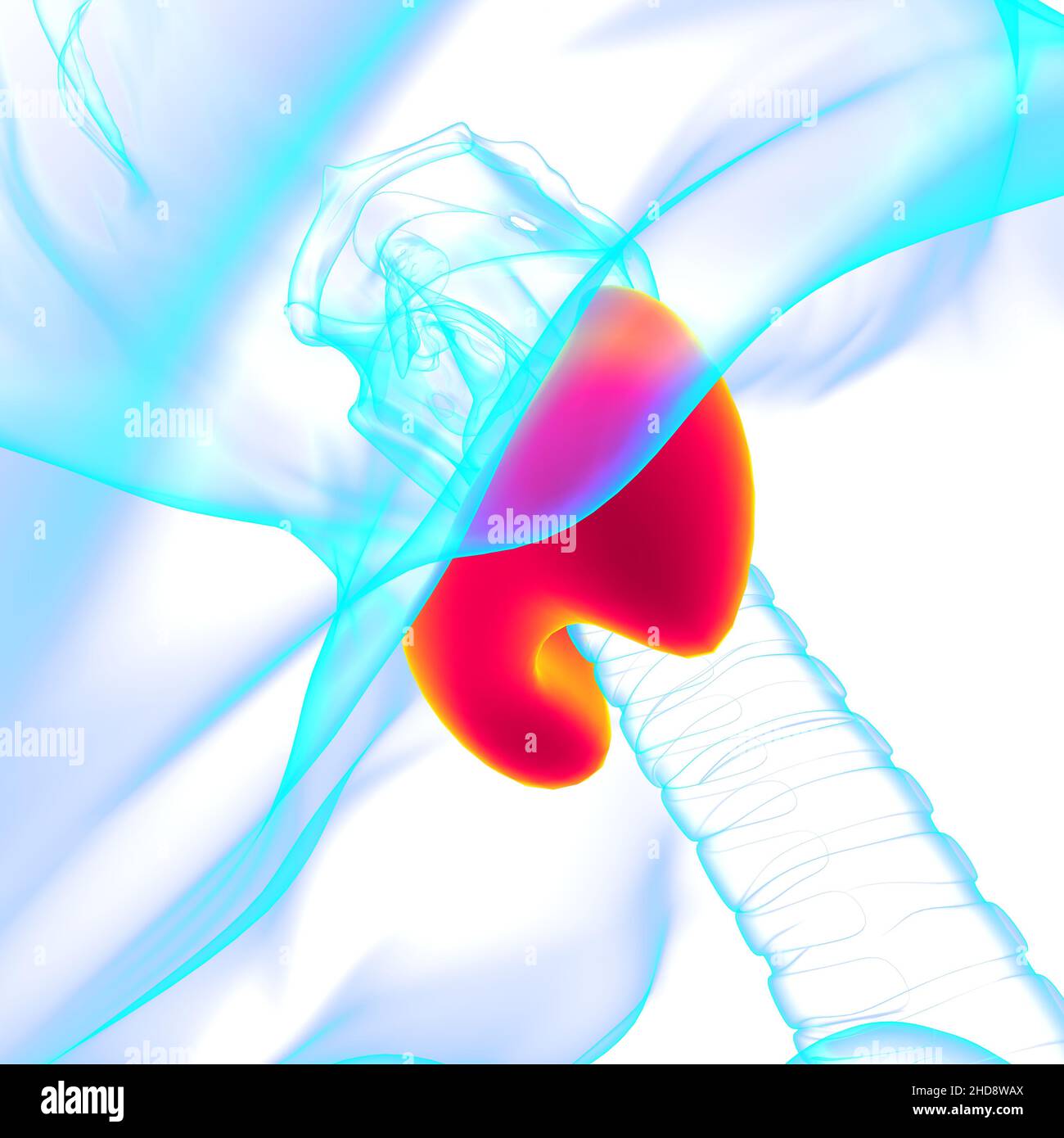 Thyroid Gland Anatomy For Medical Concept 3D Illustration Stock Photo ...