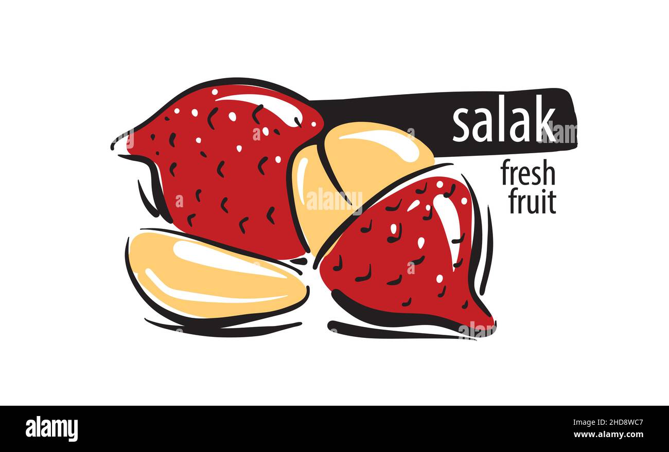 Drawn vector salak on a white background Stock Vector Image & Art - Alamy