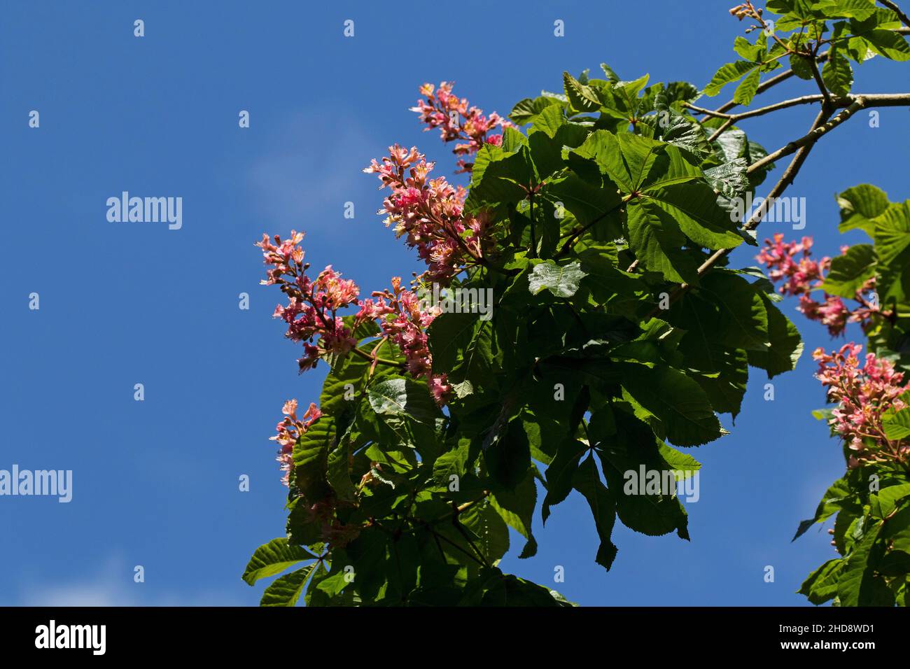 Horse chestnut Aesculus huppocastanum in flower Chappetts Copse ...