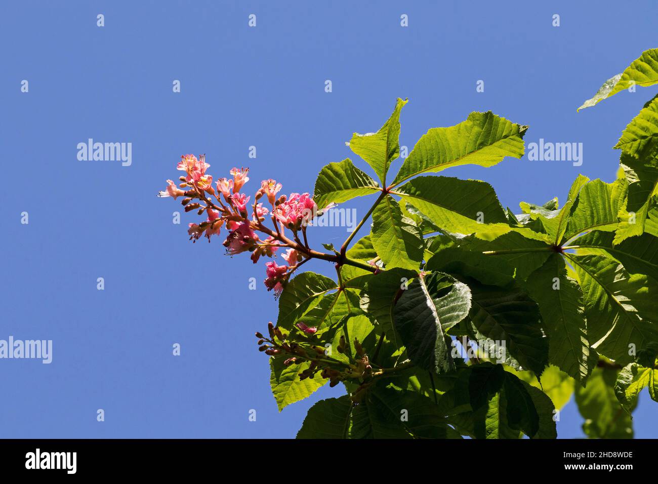 Horse chestnut Aesculus huppocastanum in flower Chappetts Copse ...