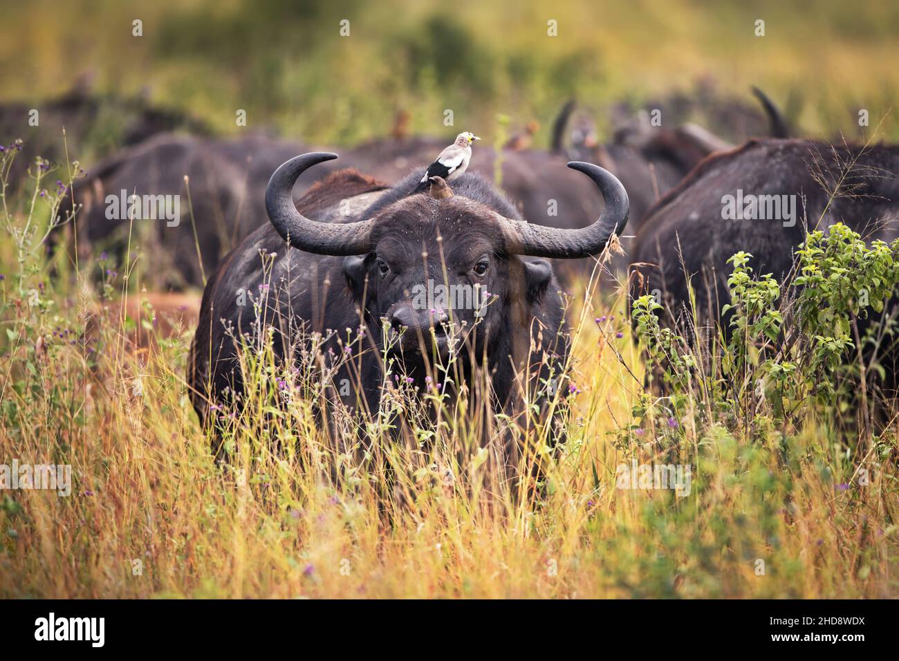African back hi-res stock photography and images - Alamy