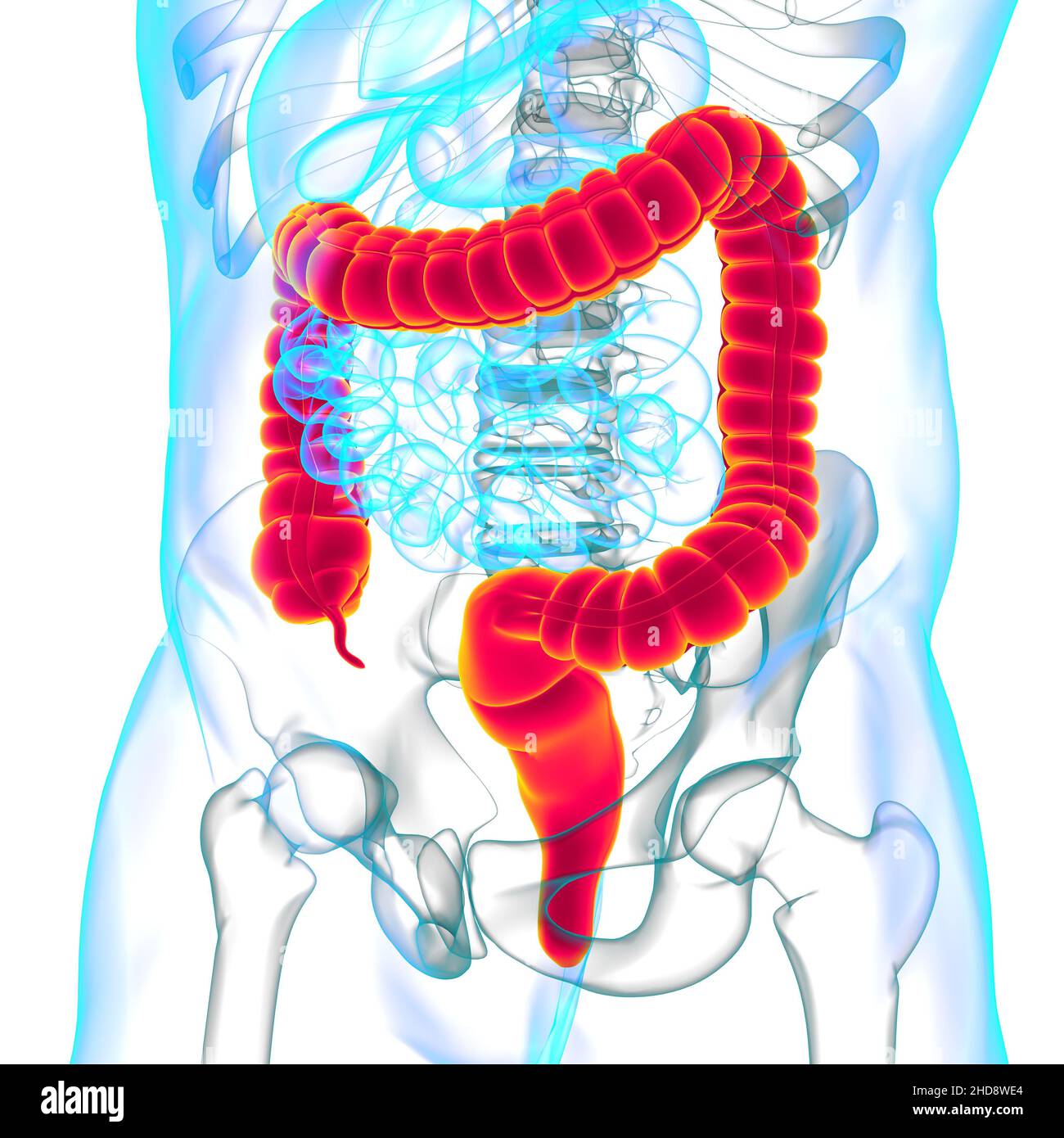 Large Intestine 3D Illustration Human Digestive System Anatomy For ...
