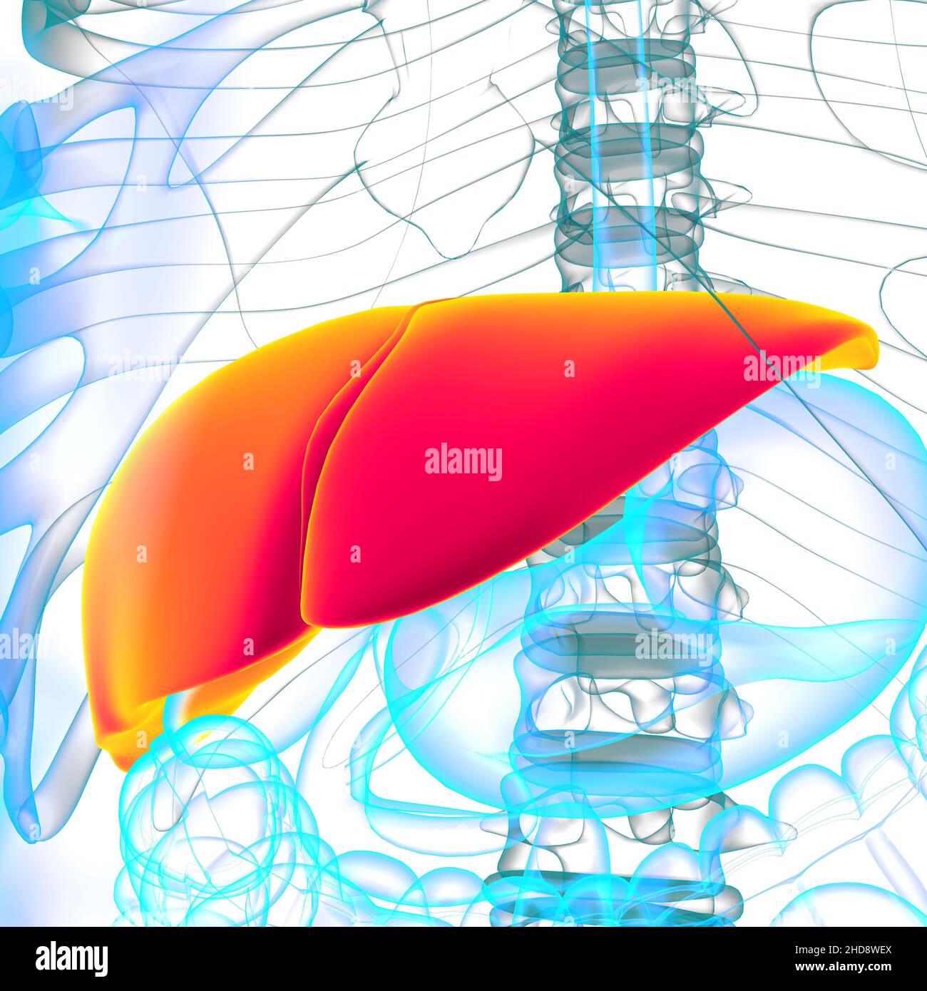 Liver 3D Illustration Human Digestive System Anatomy For Medical ...
