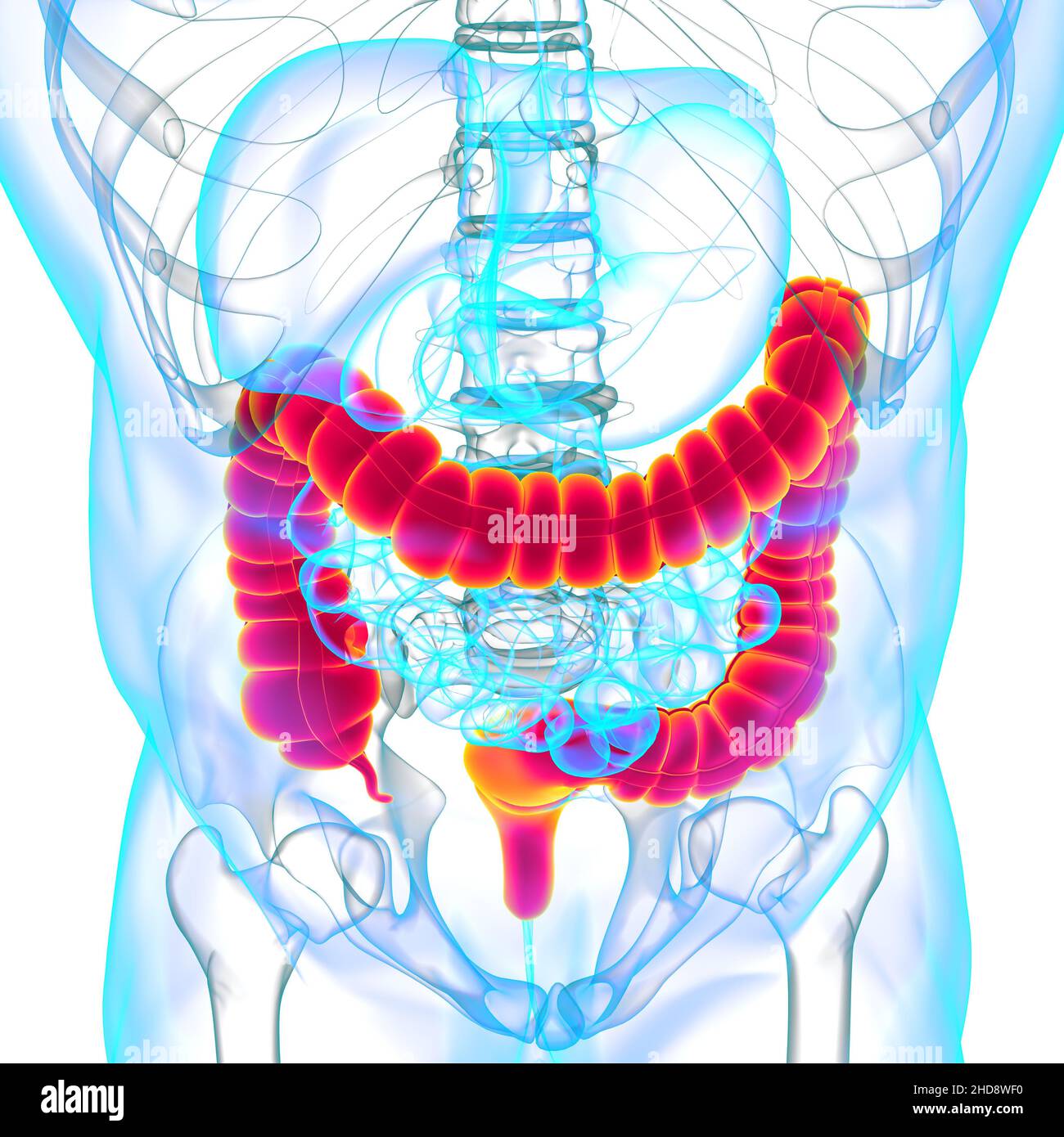 Large Intestine 3D Illustration Human Digestive System Anatomy For ...